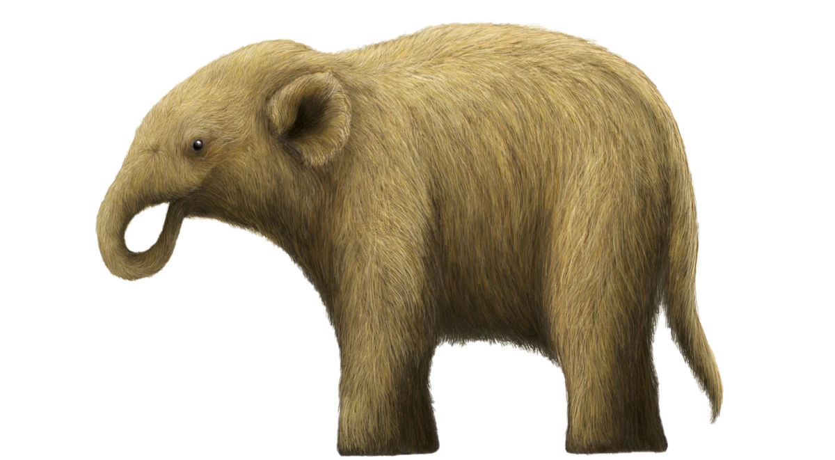 Lyuba | Prehistoric Dinosaurs Wiki | Fandom