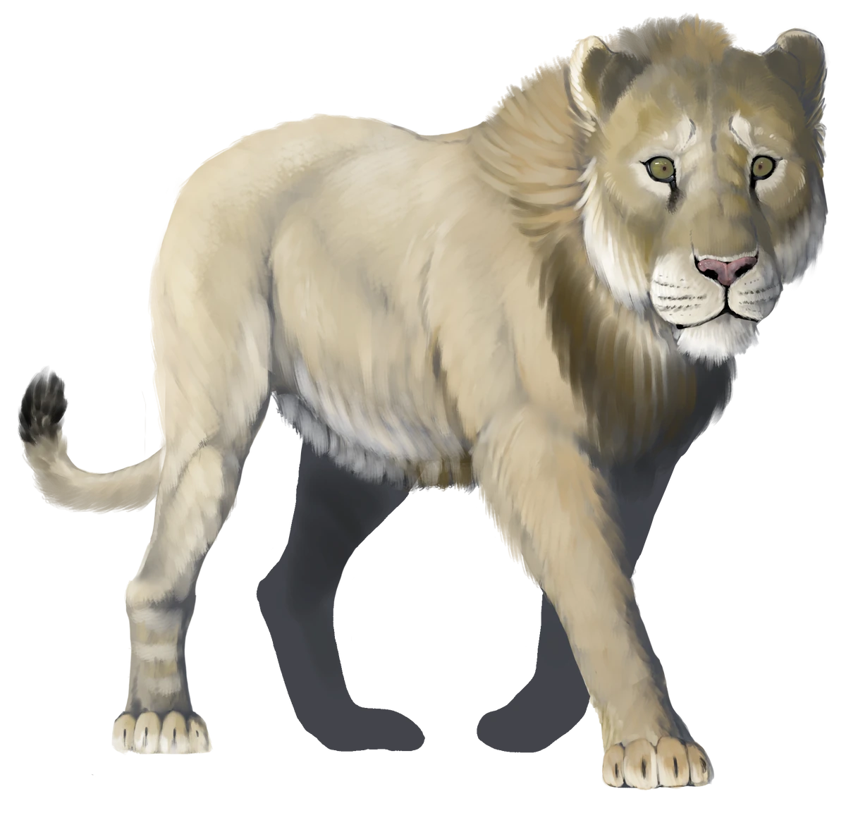American Lion | Prehistoric Dinosaurs Wiki | Fandom