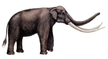 Stegodon | Prehistoric Dinosaurs Wiki | Fandom