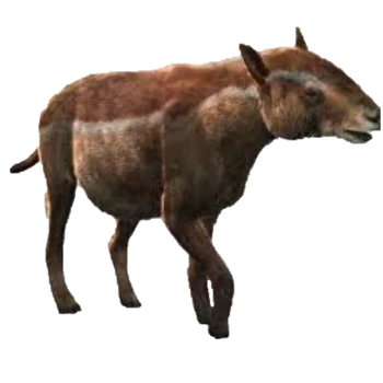 Propalaeotherium | Prehistoric Dinosaurs Wiki | Fandom