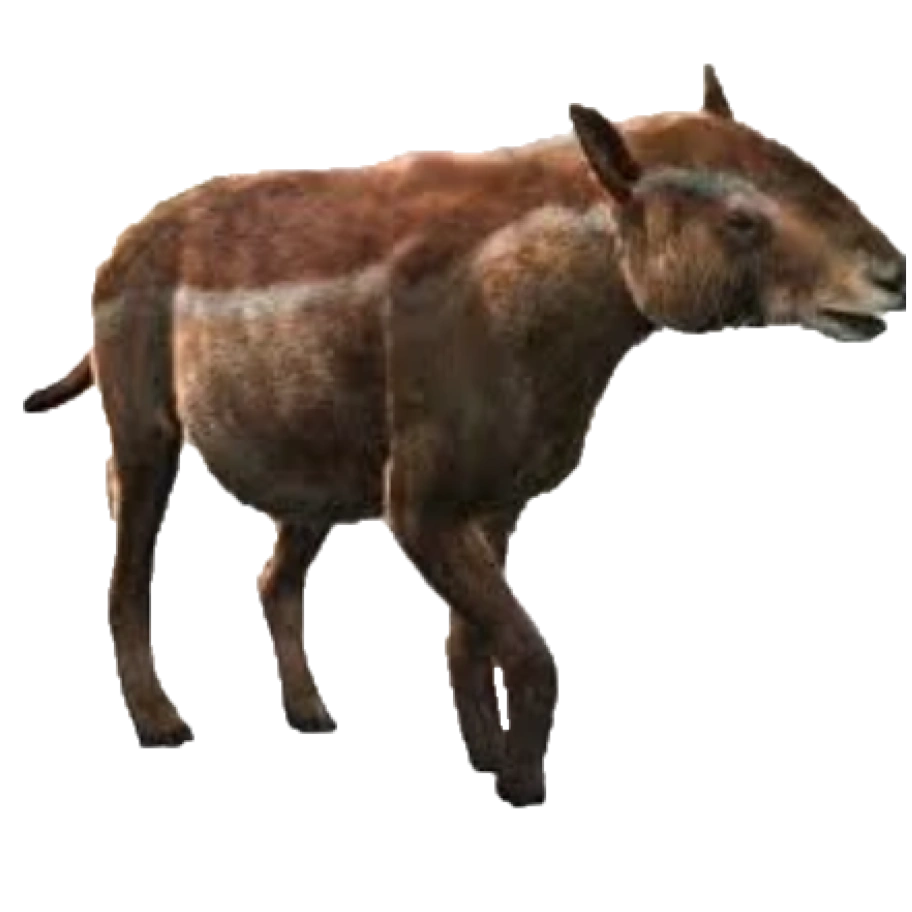 Propalaeotherium | Prehistoric Dinosaurs Wiki | Fandom