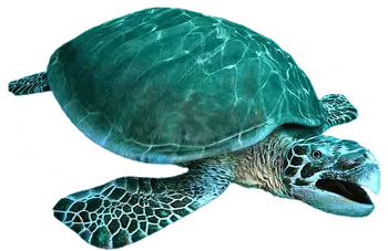 Archelon | Prehistoric Dinosaurs Wiki | Fandom