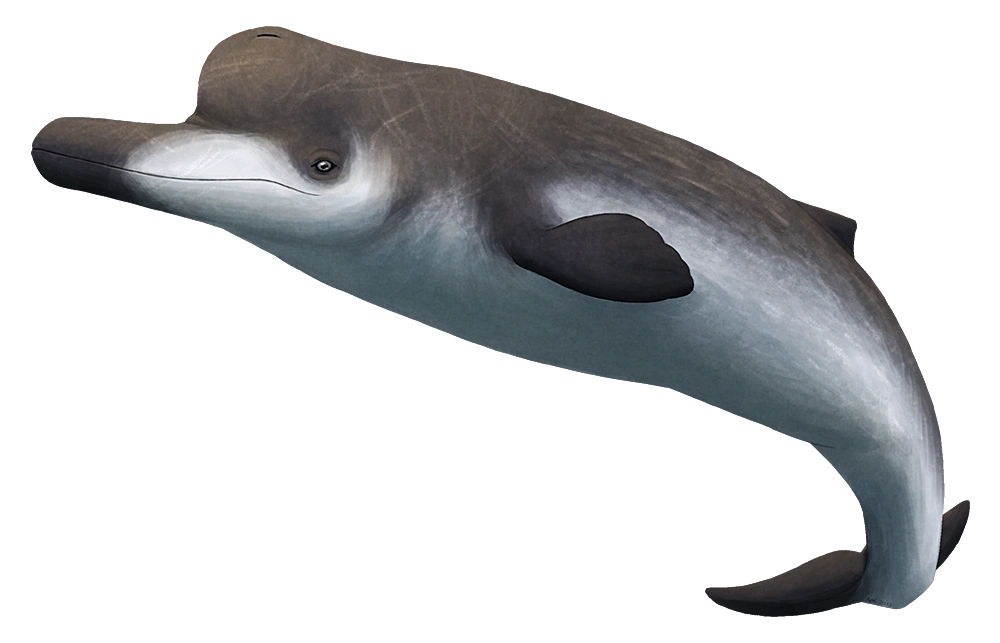 Zygophyseter | Prehistoric Dinosaurs Wiki | Fandom