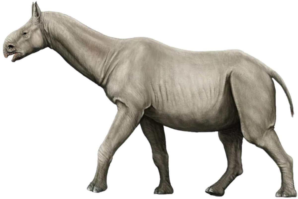 Paraceratherium | Prehistoric Dinosaurs Wiki | Fandom