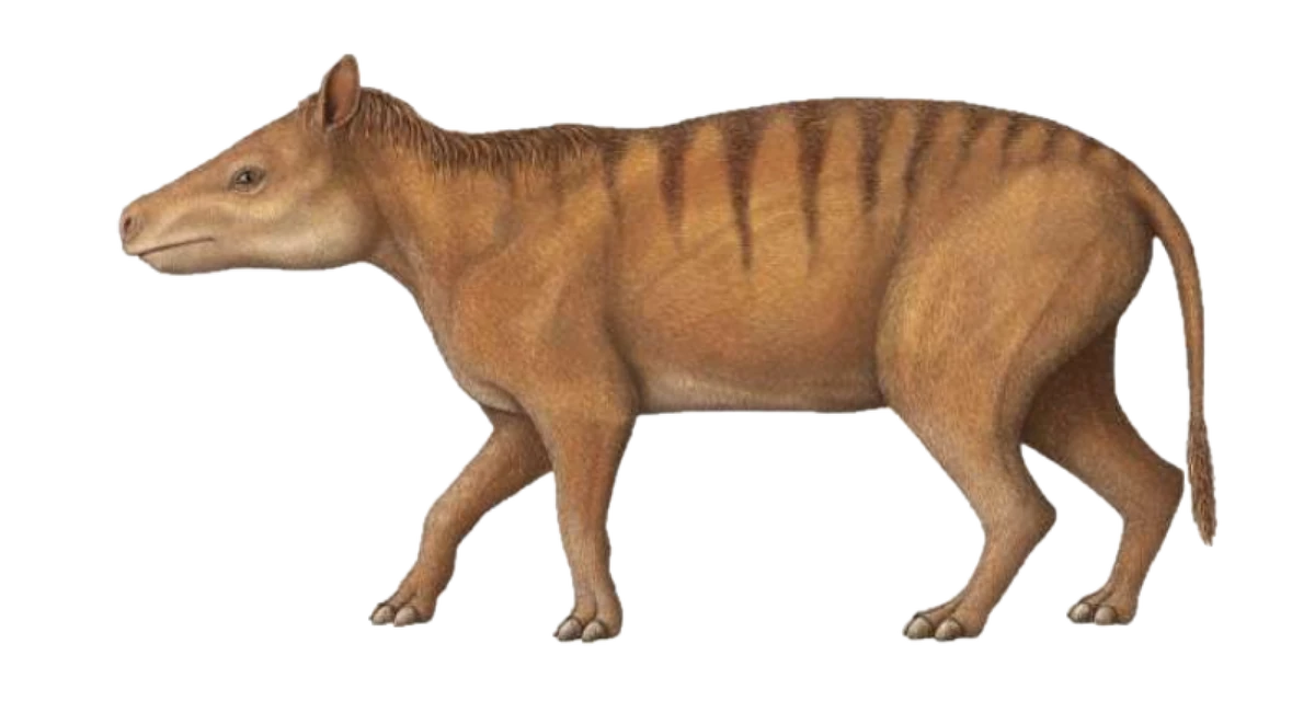 Oreodon Prehistoric Dinosaurs Wiki Fandom
