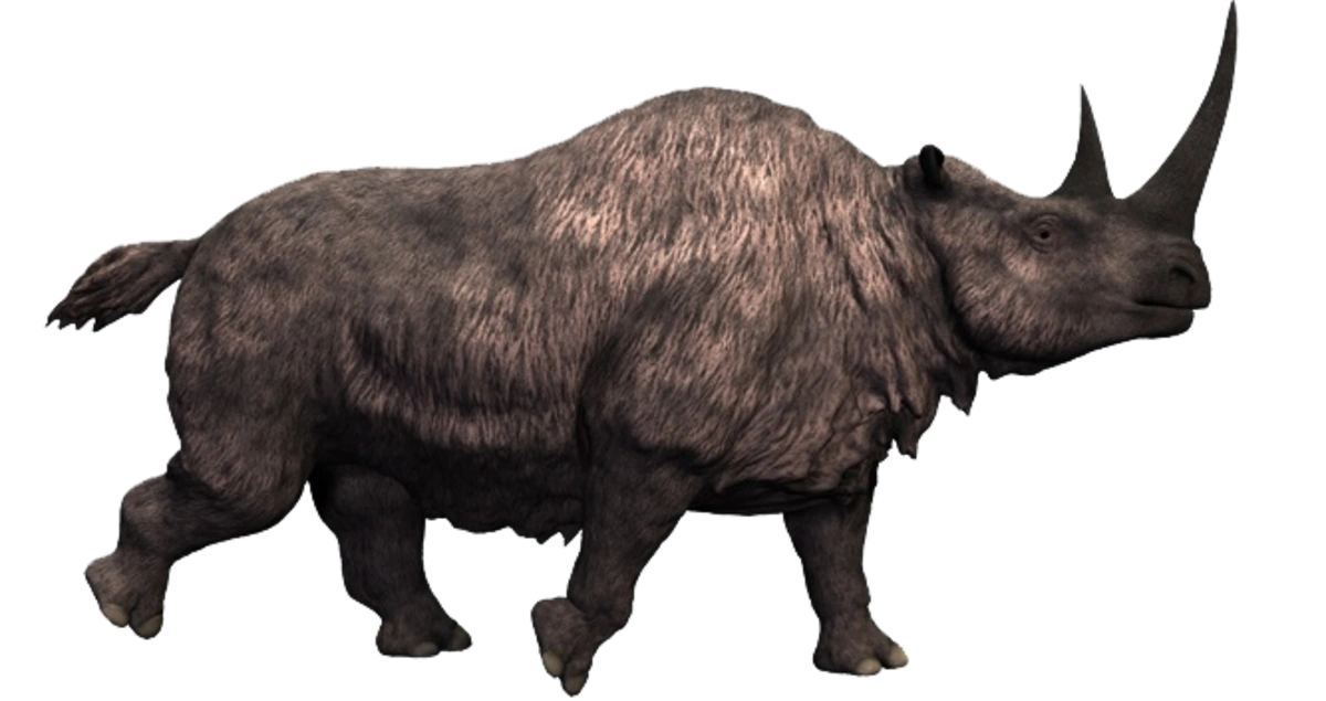 Coelodonta | Prehistoric Dinosaurs Wiki | Fandom