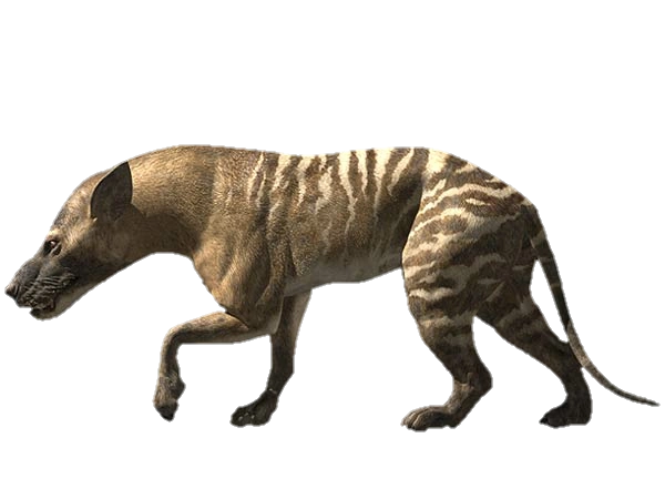Hyaenodon Gigas | Prehistoric dinoworld Wiki | Fandom