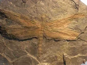 Meganeura | Prehistoric Earth: A Natural History Wiki | Fandom