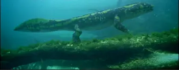 Hynerpeton | Prehistoric Earth: A Natural History Wiki | Fandom