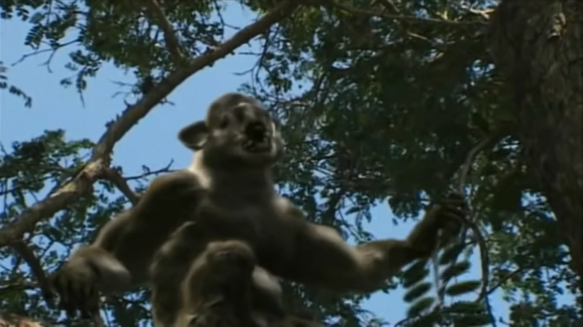 Megaladapis | Prehistoric Earth: A Natural History Wiki | Fandom