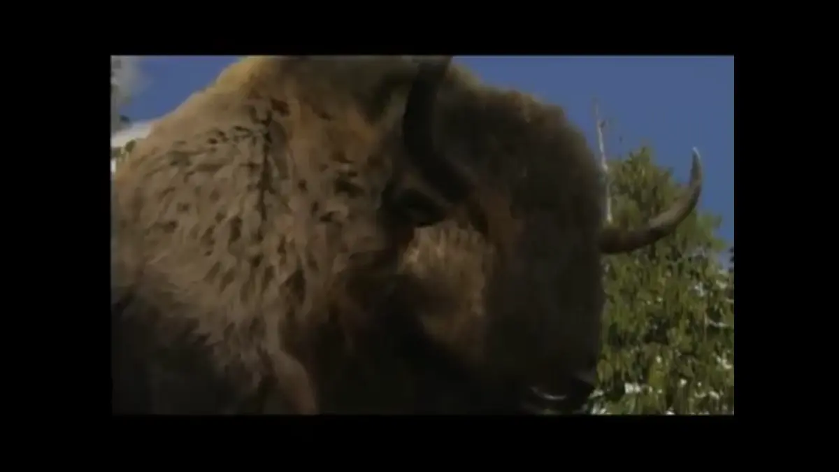 Long-Horned Bison | Prehistoric Earth: A Natural History Wiki | Fandom