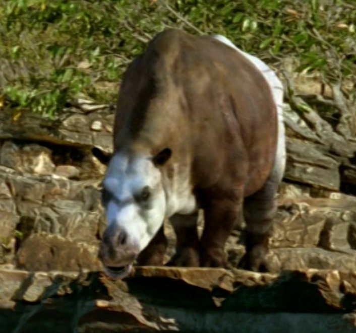 Toxodon | Prehistoric Earth: A Natural History Wiki | Fandom