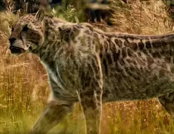 Dinofelis | Prehistoric Earth: A Natural History Wiki | Fandom