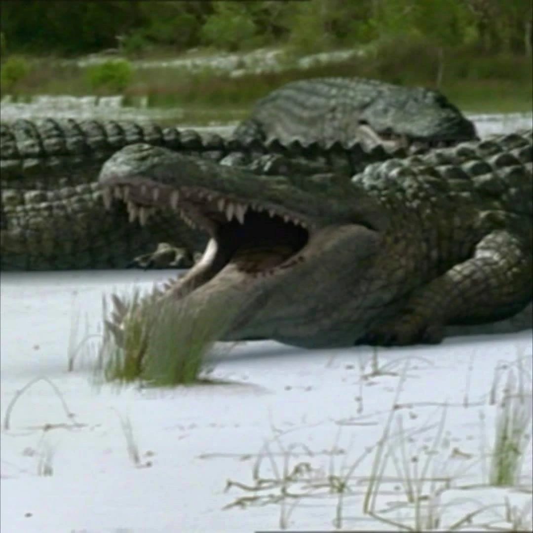 Giant Alligator Prehistoric
