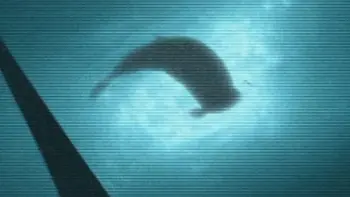 Cetotherium | Prehistoric Earth: A Natural History Wiki | Fandom