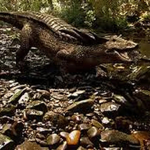 Desmatosuchus | Prehistoric Earth: A Natural History Wiki | Fandom