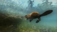 Castoroides | Prehistoric Earth: A Natural History Wiki | Fandom