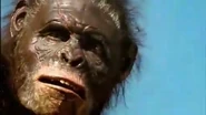 Australopithecus | Prehistoric Earth: A Natural History Wiki | Fandom