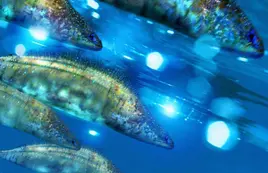 Haikouichthys | Prehistoric Earth: A Natural History Wiki | Fandom