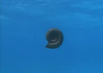 Ammonite | Prehistoric Earth: A Natural History Wiki | Fandom