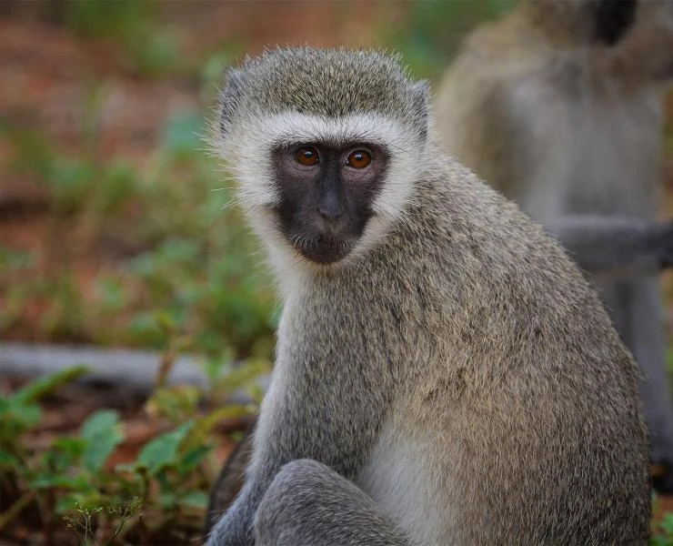 Vervet Monkey | Prehistoric Earth: A Natural History Wiki | Fandom