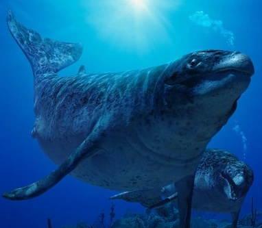 Dorudon | Prehistoric Earth: A Natural History Wiki | Fandom