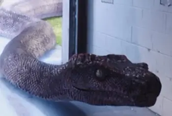 Titanoboa | Prehistoric Earth: A Natural History Wiki | Fandom