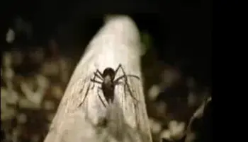 Titanomyrma | Prehistoric Earth: A Natural History Wiki | Fandom
