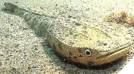 Astraspis | Prehistoric Earth: A Natural History Wiki | Fandom