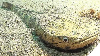 Astraspis | Prehistoric Earth: A Natural History Wiki | Fandom