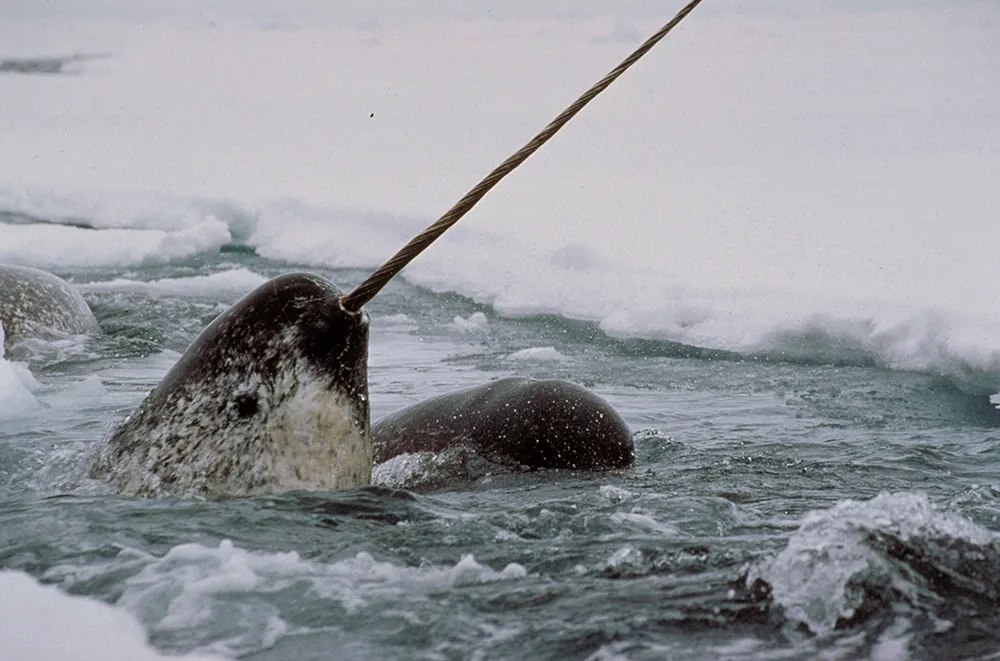 Narwhal | Prehistoric Earth: A Natural History Wiki | Fandom