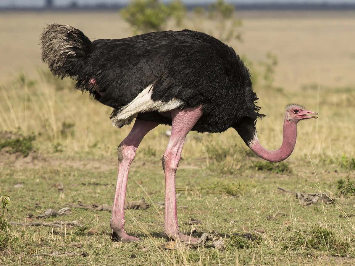 Common Ostrich | Prehistoric Earth: A Natural History Wiki | Fandom