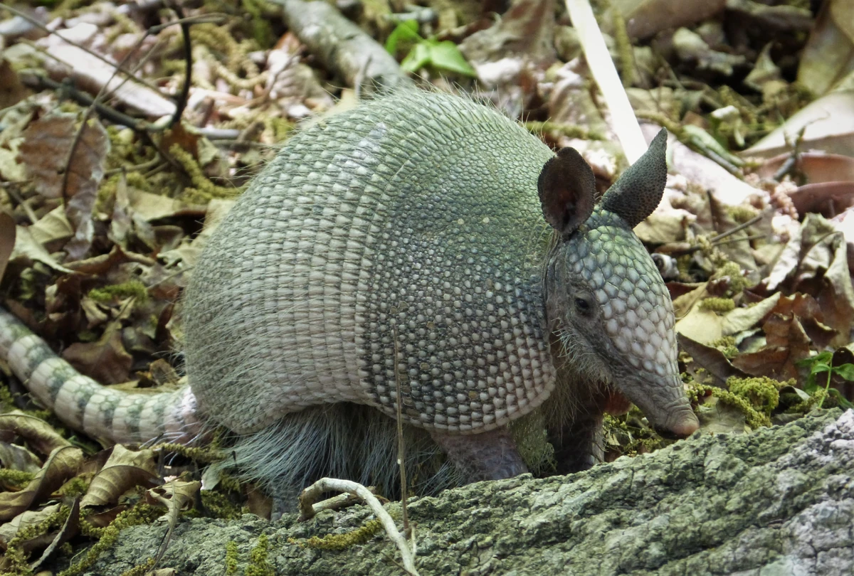 Nine-Banded Armadillo | Prehistoric Earth: A Natural History Wiki | Fandom