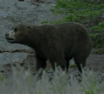 prehistoric bear found