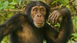 Ape | Prehistoric Earth: A Natural History Wiki | Fandom