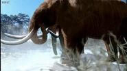 American Mastodon | Prehistoric Earth: A Natural History Wiki | Fandom