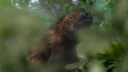 Megatherium | Prehistoric Earth: A Natural History Wiki | Fandom