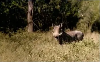 Metridiochoerus | Prehistoric Earth: A Natural History Wiki | Fandom