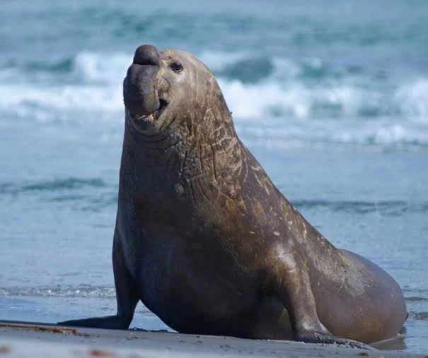 Elephant Seal | Prehistoric Earth: A Natural History Wiki | Fandom