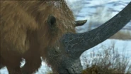 Elasmotherium | Prehistoric Earth: A Natural History Wiki | Fandom