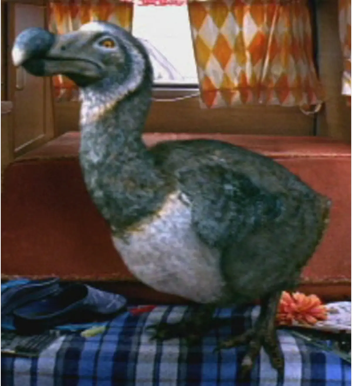 Dodo | Prehistoric Earth: A Natural History Wiki | Fandom