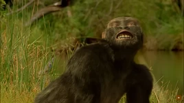 Ape | Prehistoric Earth: A Natural History Wiki | Fandom