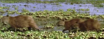 Neochoerus | Prehistoric Earth: A Natural History Wiki | Fandom