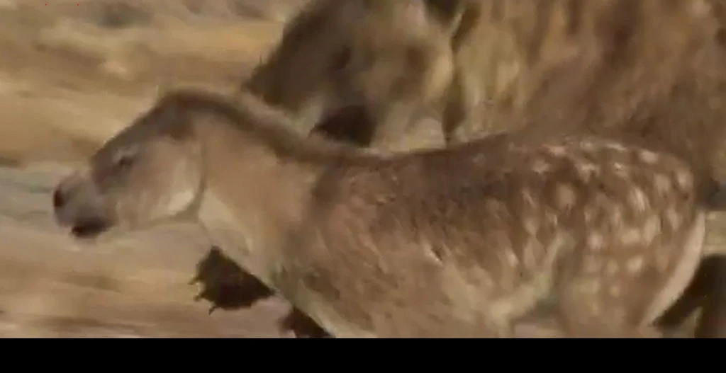 Mesohippus | Prehistoric Earth: A Natural History Wiki | Fandom