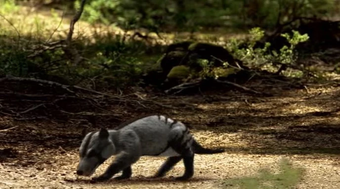 Didelphodon | Prehistoric Earth: A Natural History Wiki | Fandom