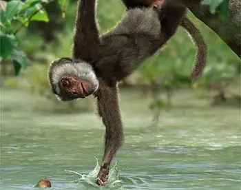 Apidium | Prehistoric Earth: A Natural History Wiki | Fandom