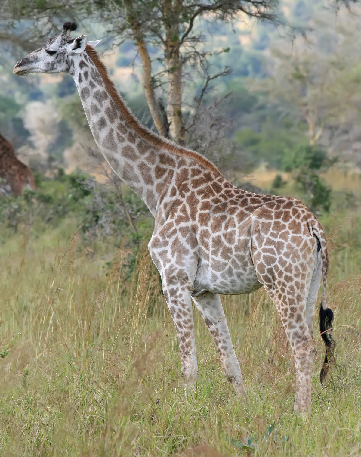 Giraffe | Prehistoric Earth: A Natural History Wiki | Fandom