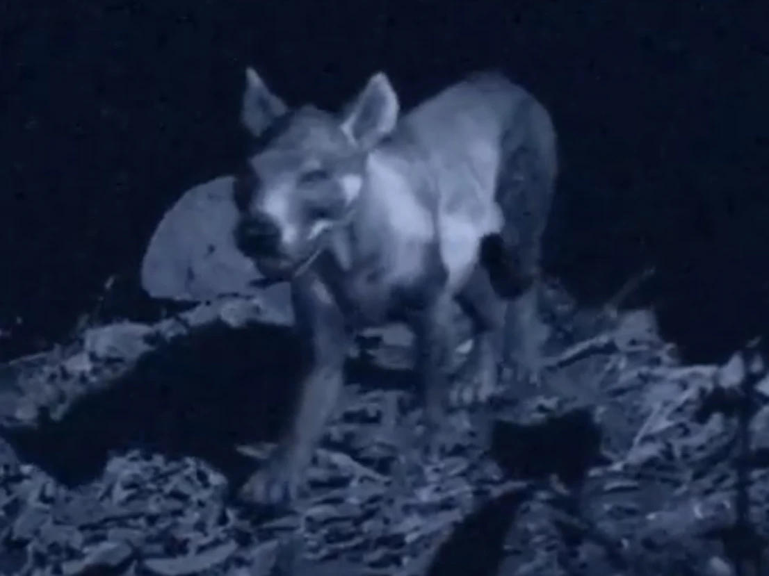 Lesmesodon | Prehistoric Earth: A Natural History Wiki | Fandom