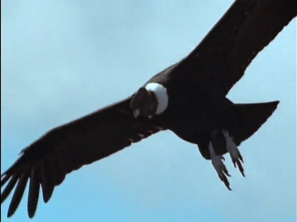 Teratornis | Prehistoric Earth: A Natural History Wiki | Fandom