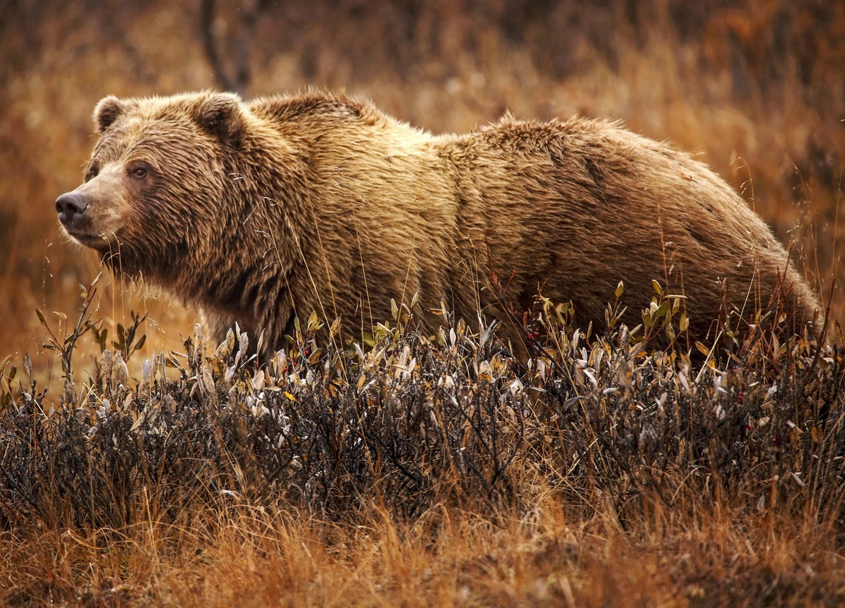 Grizzly Bear | Prehistoric Earth: A Natural History Wiki | Fandom